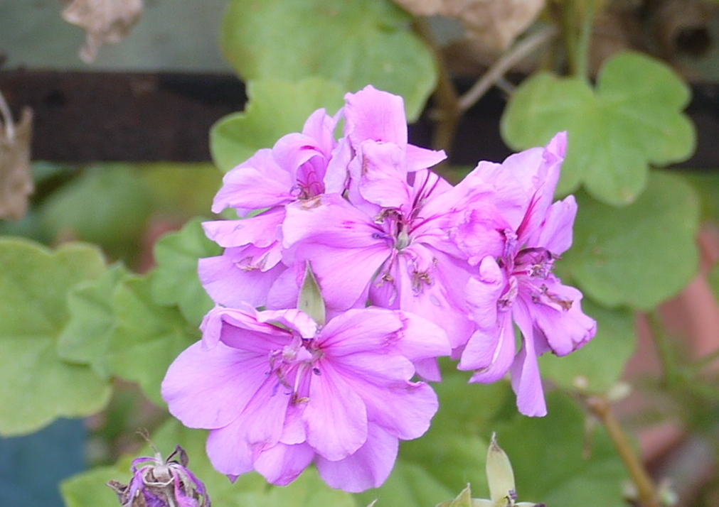 Коллекции растений ЦСБС СО РАН - Pelargonium peltatum (L.) L'Hér. cv.La ...